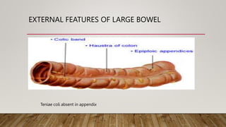 surgical anatomy of large bowel and appendix.pptx