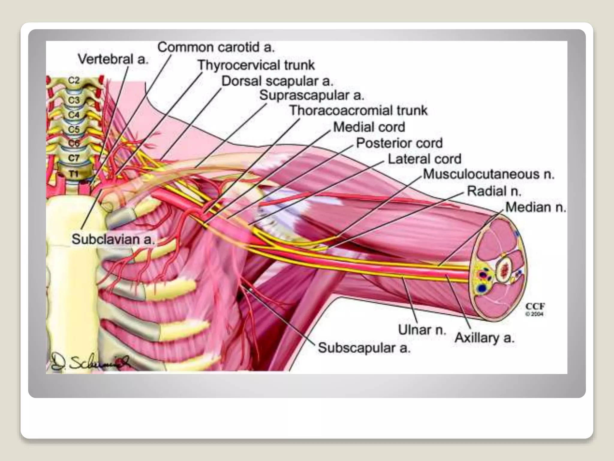 Anatomy of brachial plexus | PPT