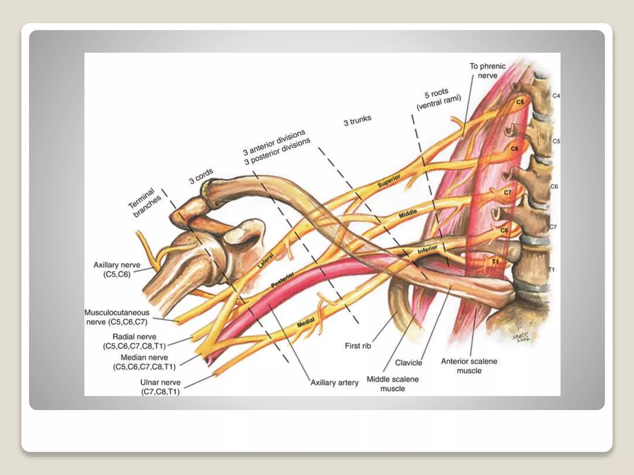 Anatomy of brachial plexus | PPT