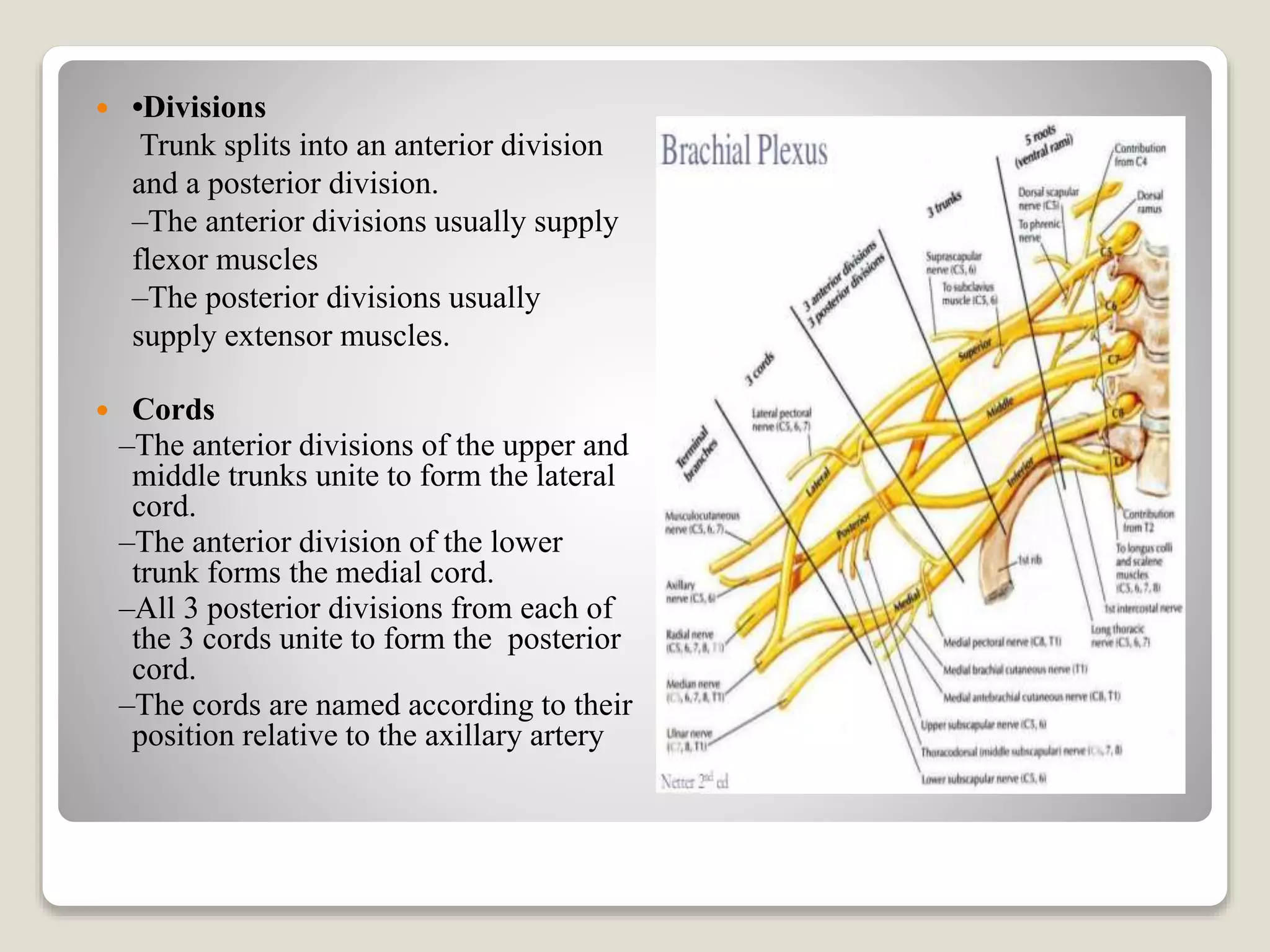 Anatomy of brachial plexus | PPT