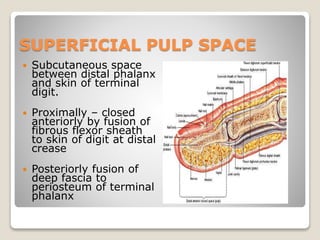 Anatomy of brachial plexus | PPTX