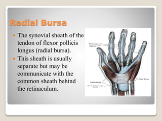 Anatomy of brachial plexus | PPTX