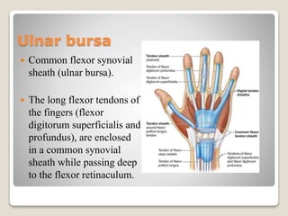 Anatomy of brachial plexus | PPTX
