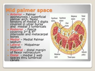 Anatomy of brachial plexus | PPTX