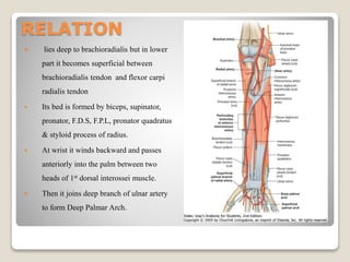 Anatomy of brachial plexus | PPTX