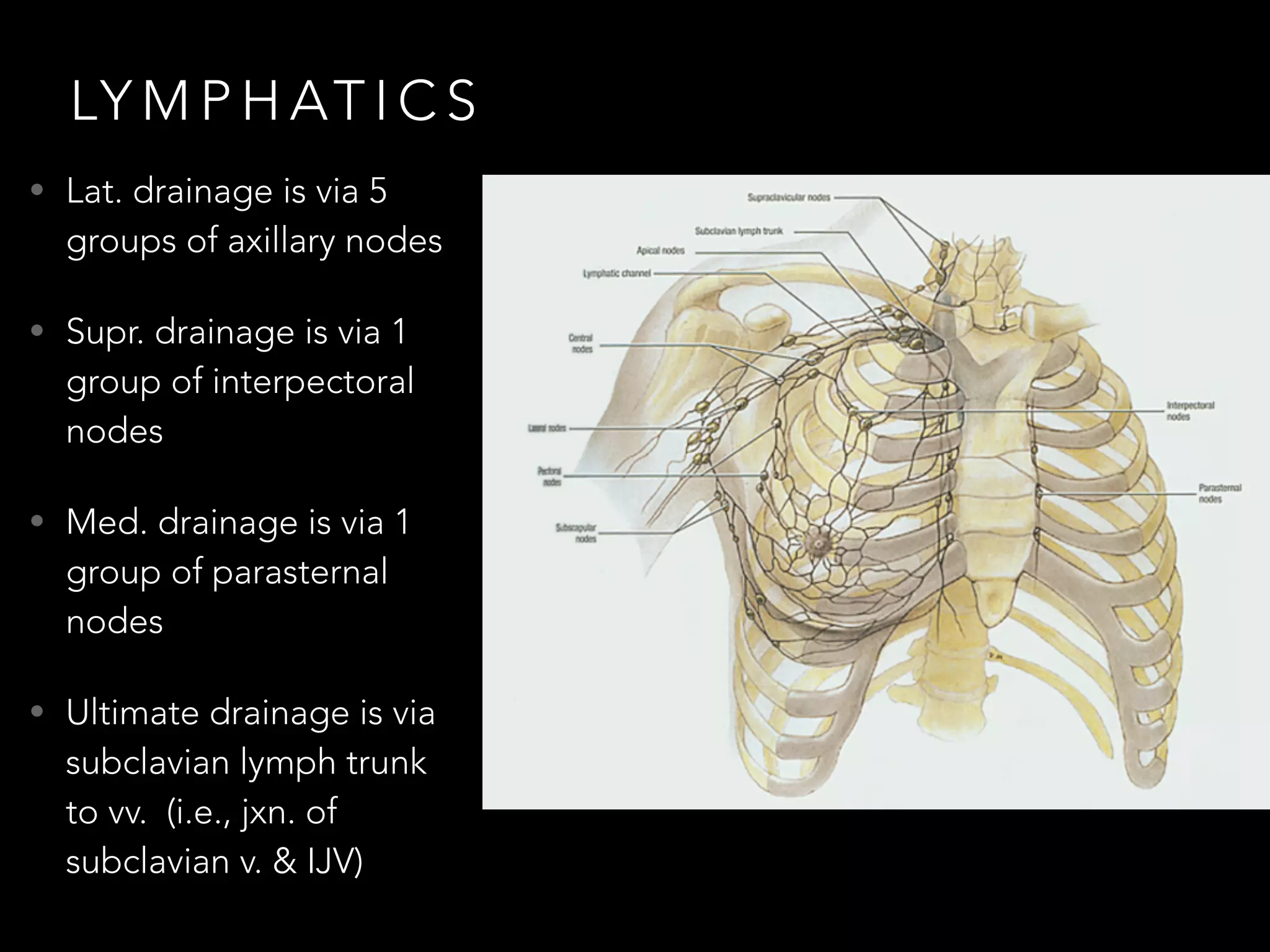 Surgical anatomy of breasts | PDF
