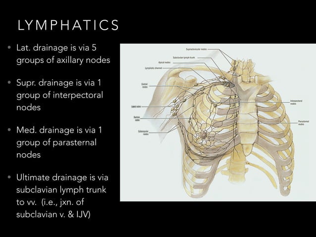 Surgical anatomy of breasts | PDF | Cosmetic Medical Services | Medical ...