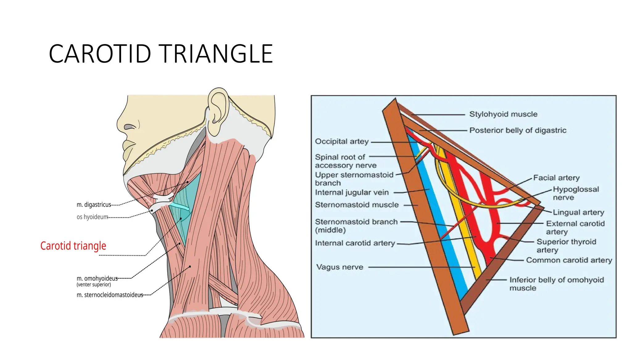 Surgical anatomy of carotid endartrectomy by Dr.Mumtaz Ali.pptx