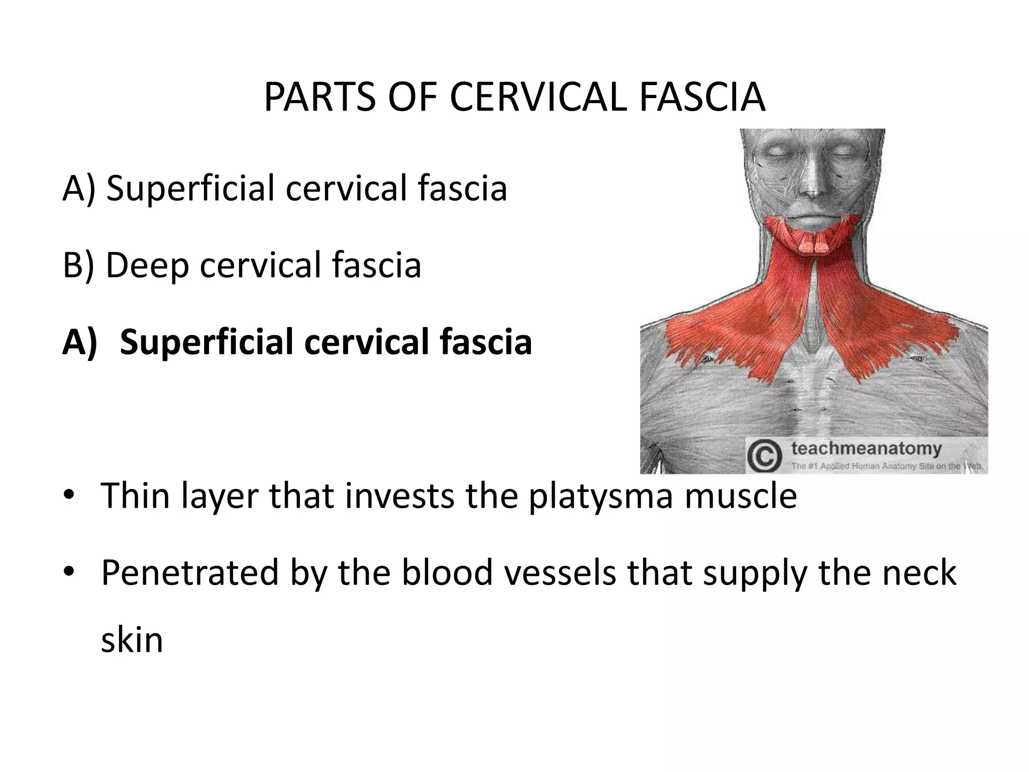 Surgical anatomy of deep neck spaces | PPTX