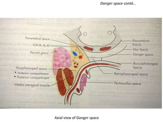 Surgical anatomy of deep neck spaces | PPTX