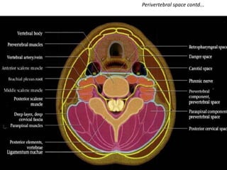 Surgical anatomy of deep neck spaces | PPTX