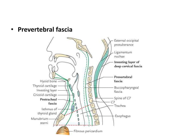 Surgical anatomy of deep neck spaces | PPT