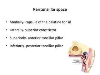 Peritonsillar Space