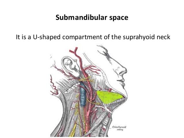 Surgical anatomy of deep neck spaces
