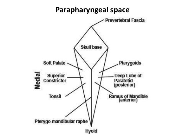 Surgical anatomy of deep neck spaces