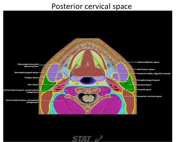 Anatomy Of Neck Spaces