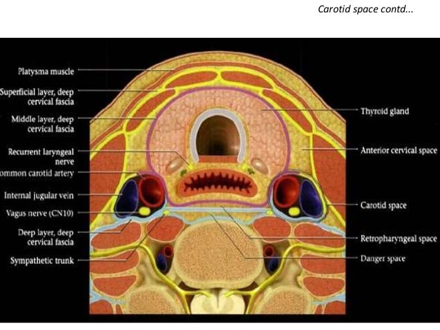 Surgical anatomy of deep neck spaces