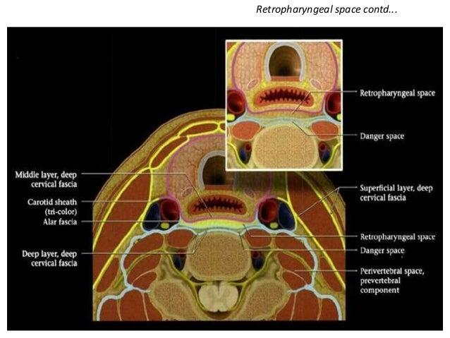 Deep Definition Anatomy