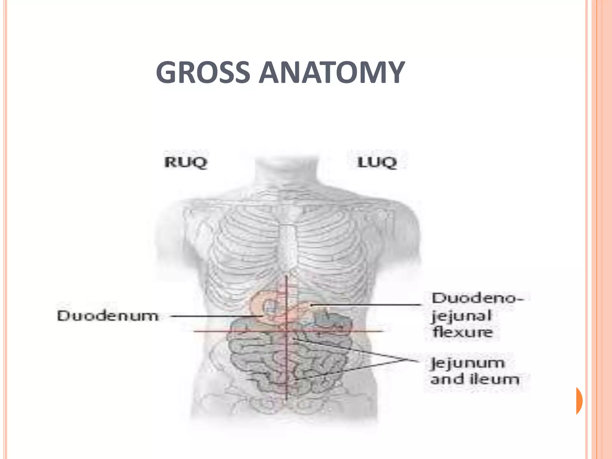 Surgical anatomy of duodenum | PPTX