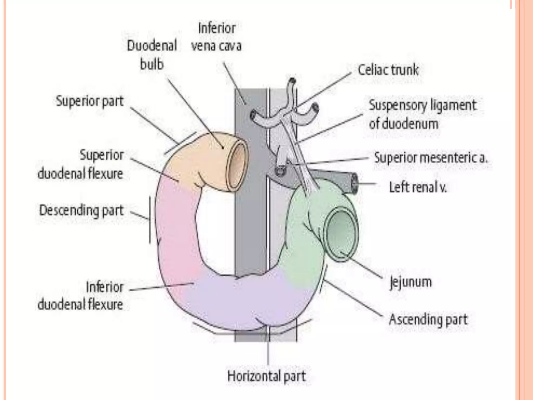 Surgical anatomy of duodenum | PPTX