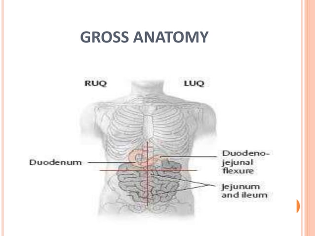 Surgical anatomy of duodenum | PPTX