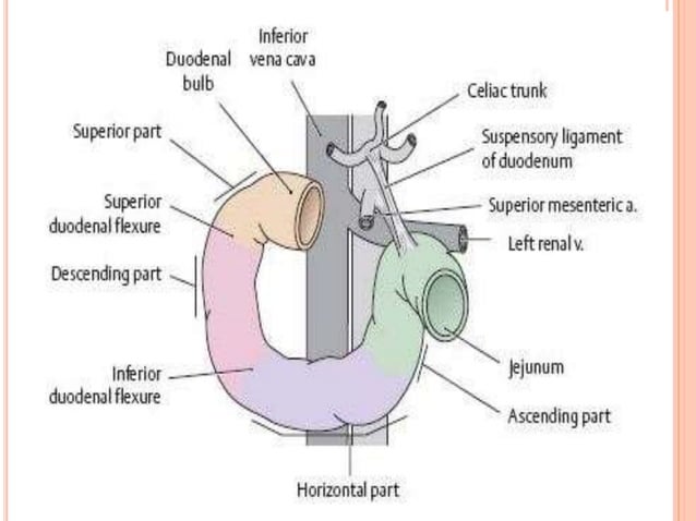 Surgical anatomy of duodenum | PPTX