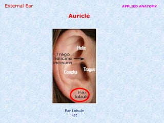 Surgical Anatomy of Ear.pptxxxxxxxxxxxx imp | PPTX