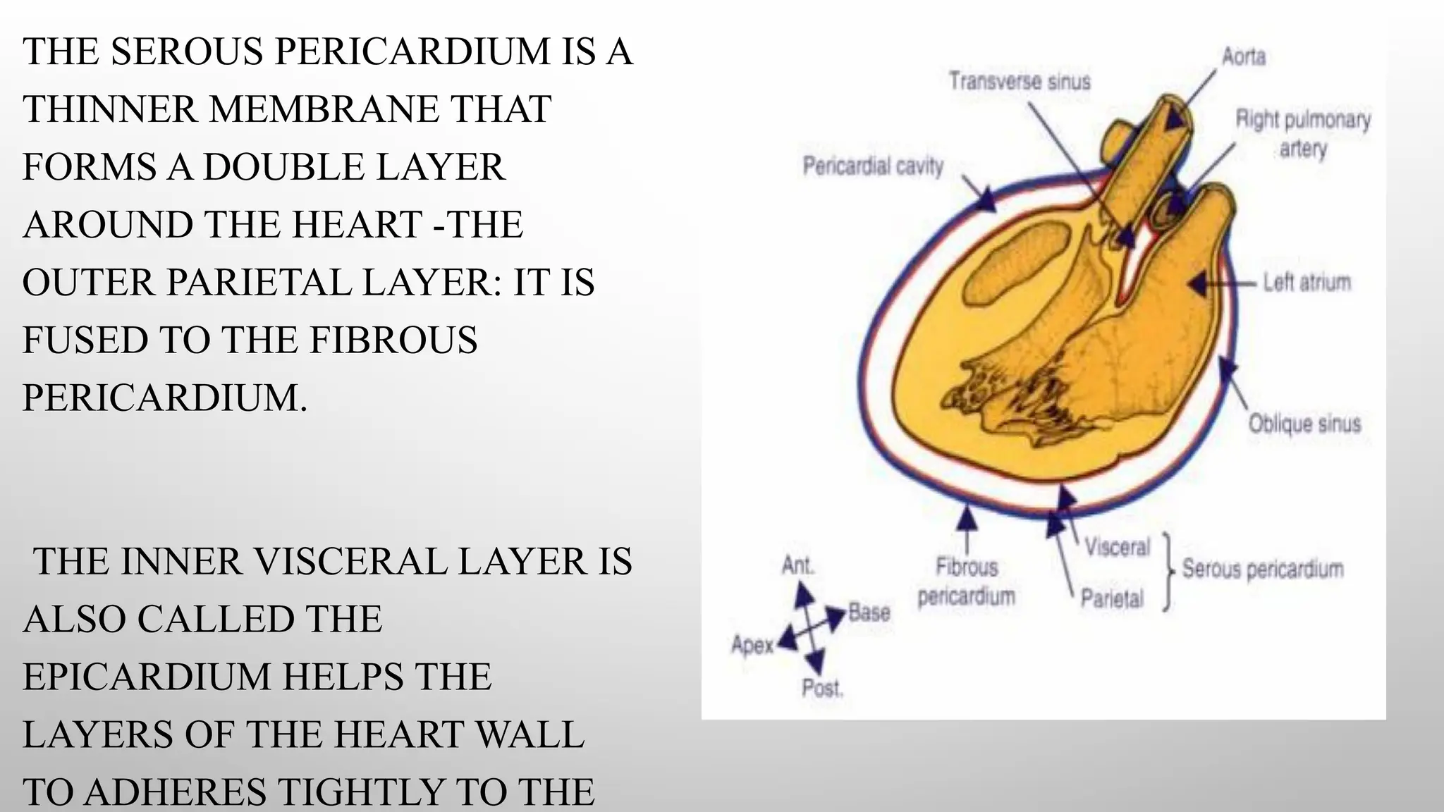 SURGICAL ANATOMY OF HEART-CHAMBER/VALVE/CORONARY/CONDUCTION SYSTEM.pptx