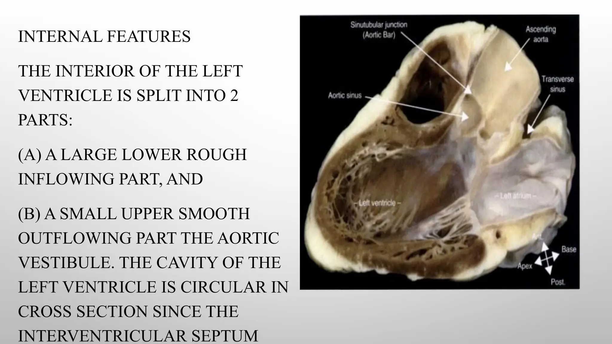 SURGICAL ANATOMY OF HEART-CHAMBER/VALVE/CORONARY/CONDUCTION SYSTEM.pptx