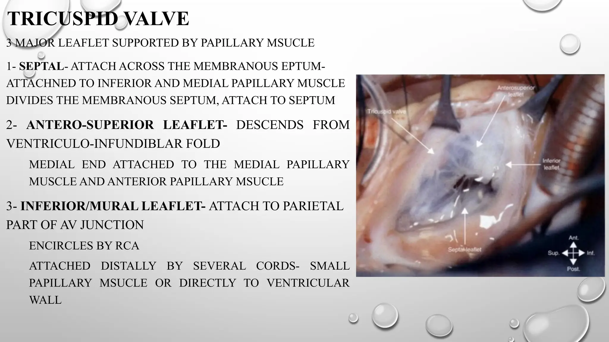 SURGICAL ANATOMY OF HEART-CHAMBER/VALVE/CORONARY/CONDUCTION SYSTEM.pptx