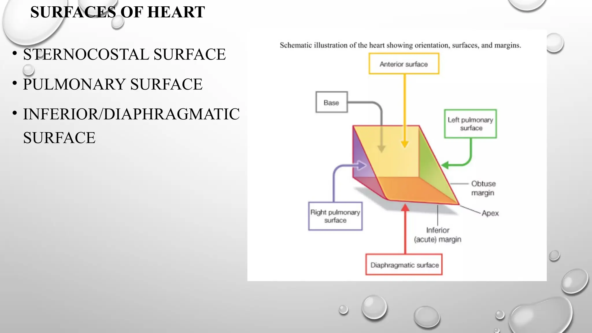 SURGICAL ANATOMY OF HEART-CHAMBER/VALVE/CORONARY/CONDUCTION SYSTEM.pptx