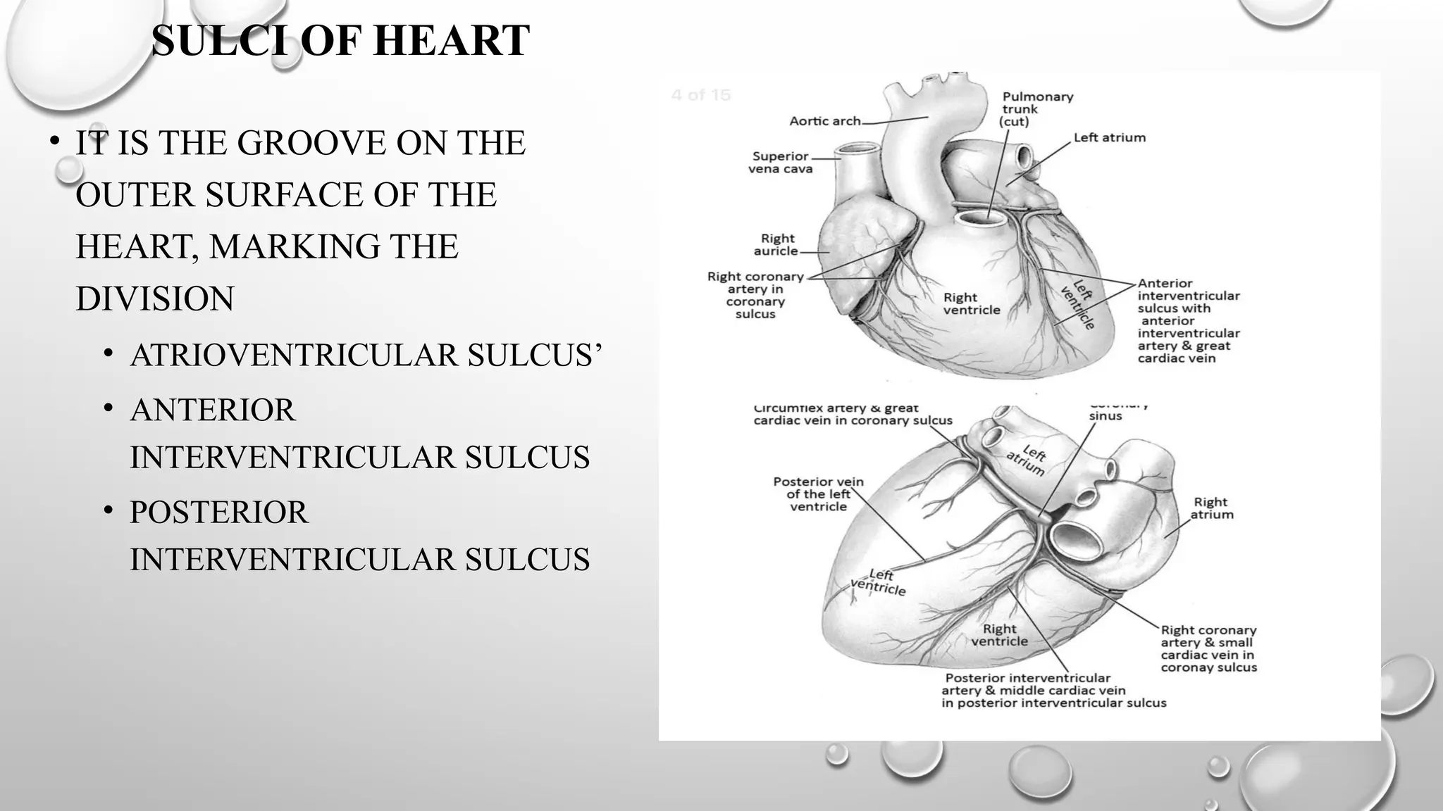 SURGICAL ANATOMY OF HEART-CHAMBER/VALVE/CORONARY/CONDUCTION SYSTEM.pptx