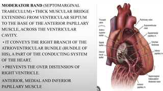 SURGICAL ANATOMY OF HEART-CHAMBER/VALVE/CORONARY/CONDUCTION SYSTEM.pptx