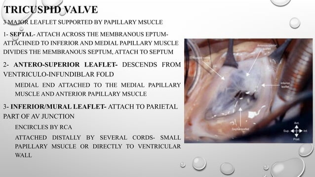 SURGICAL ANATOMY OF HEART-CHAMBER/VALVE/CORONARY/CONDUCTION SYSTEM.pptx