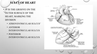 SURGICAL ANATOMY OF HEART-CHAMBER/VALVE/CORONARY/CONDUCTION SYSTEM.pptx