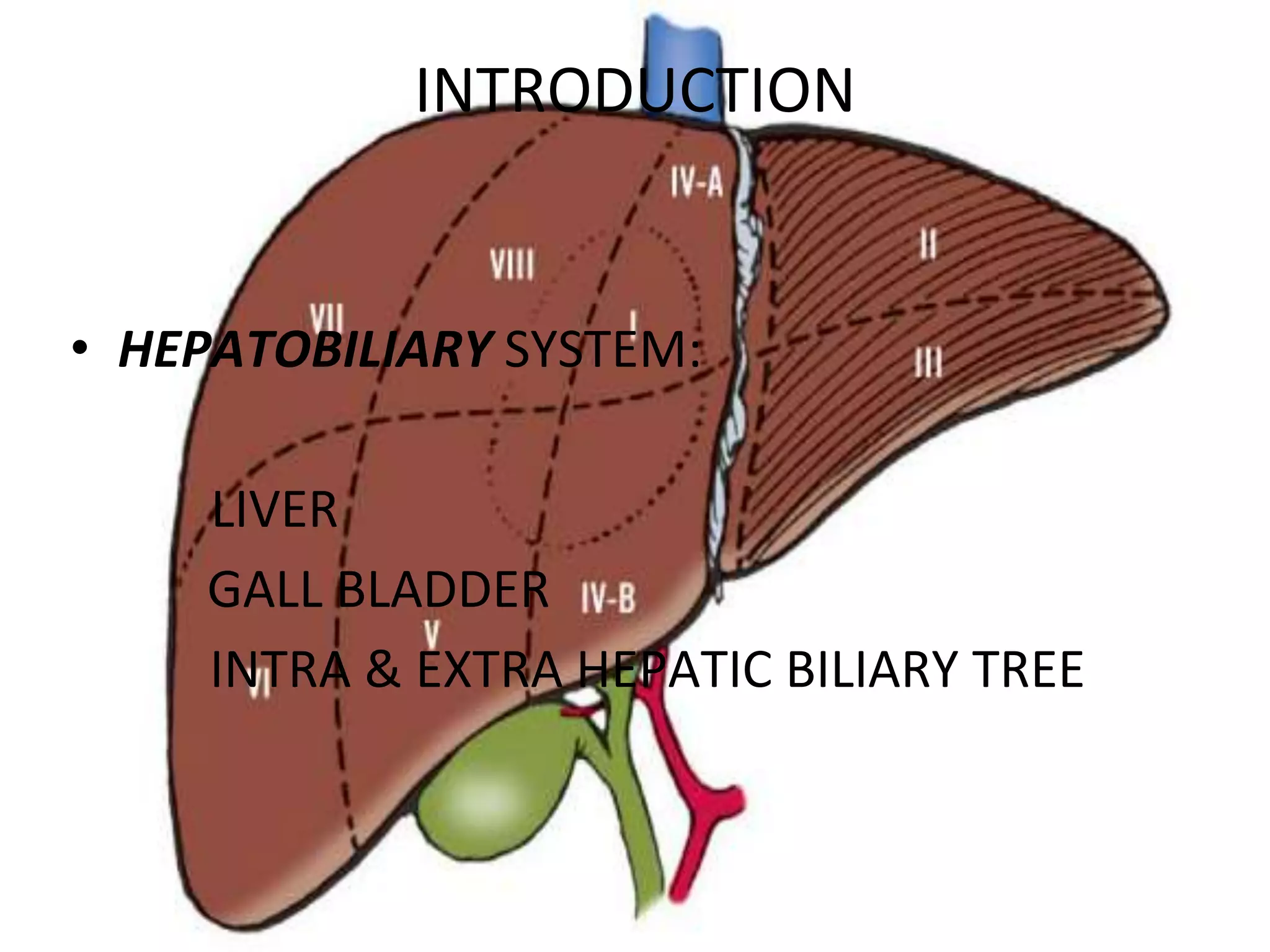 Surgical anatomy of hepatobiliary system by biswajit deka | PPTX