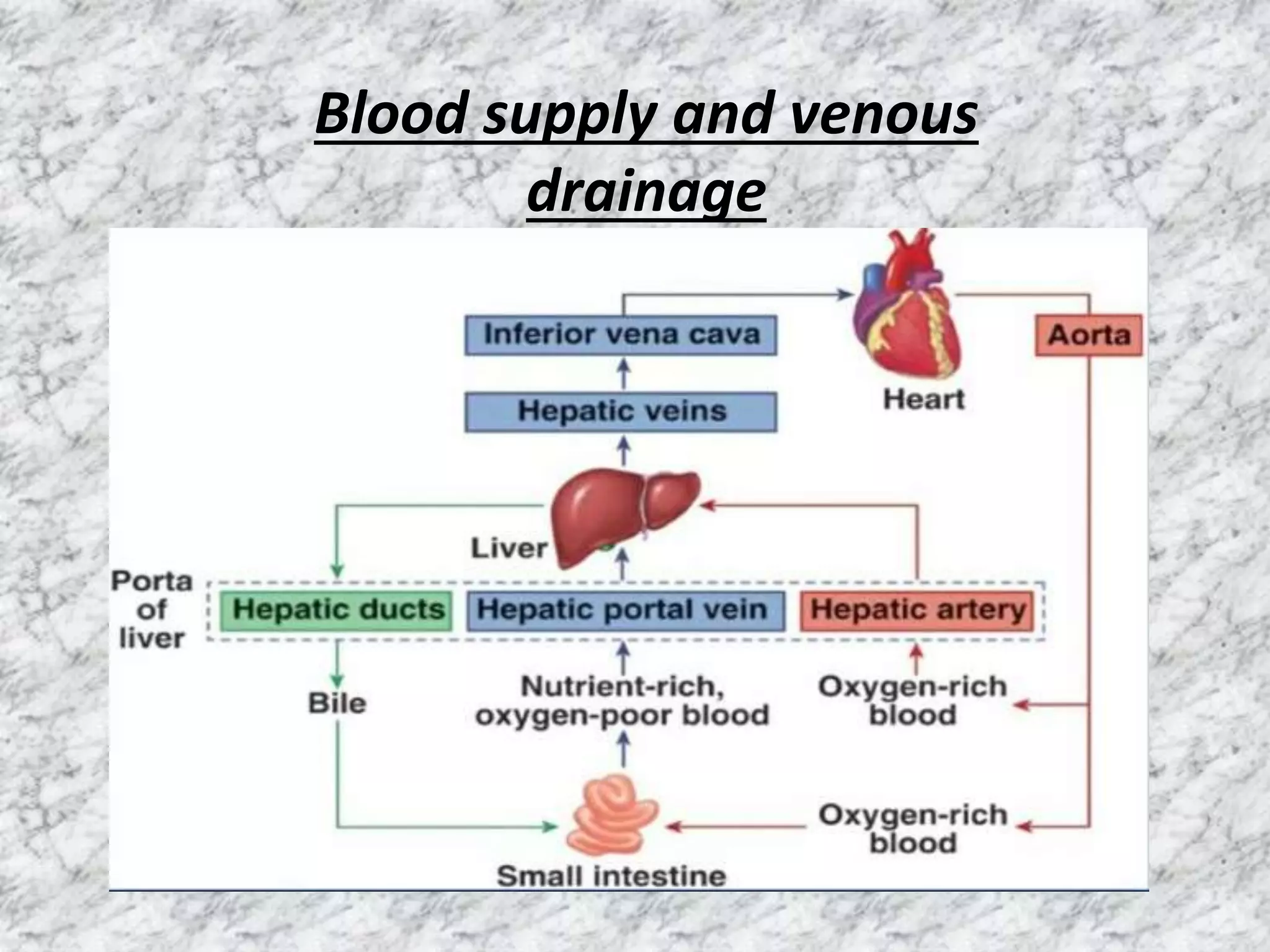 Surgical anatomy of hepatobiliary system by biswajit deka | PPTX