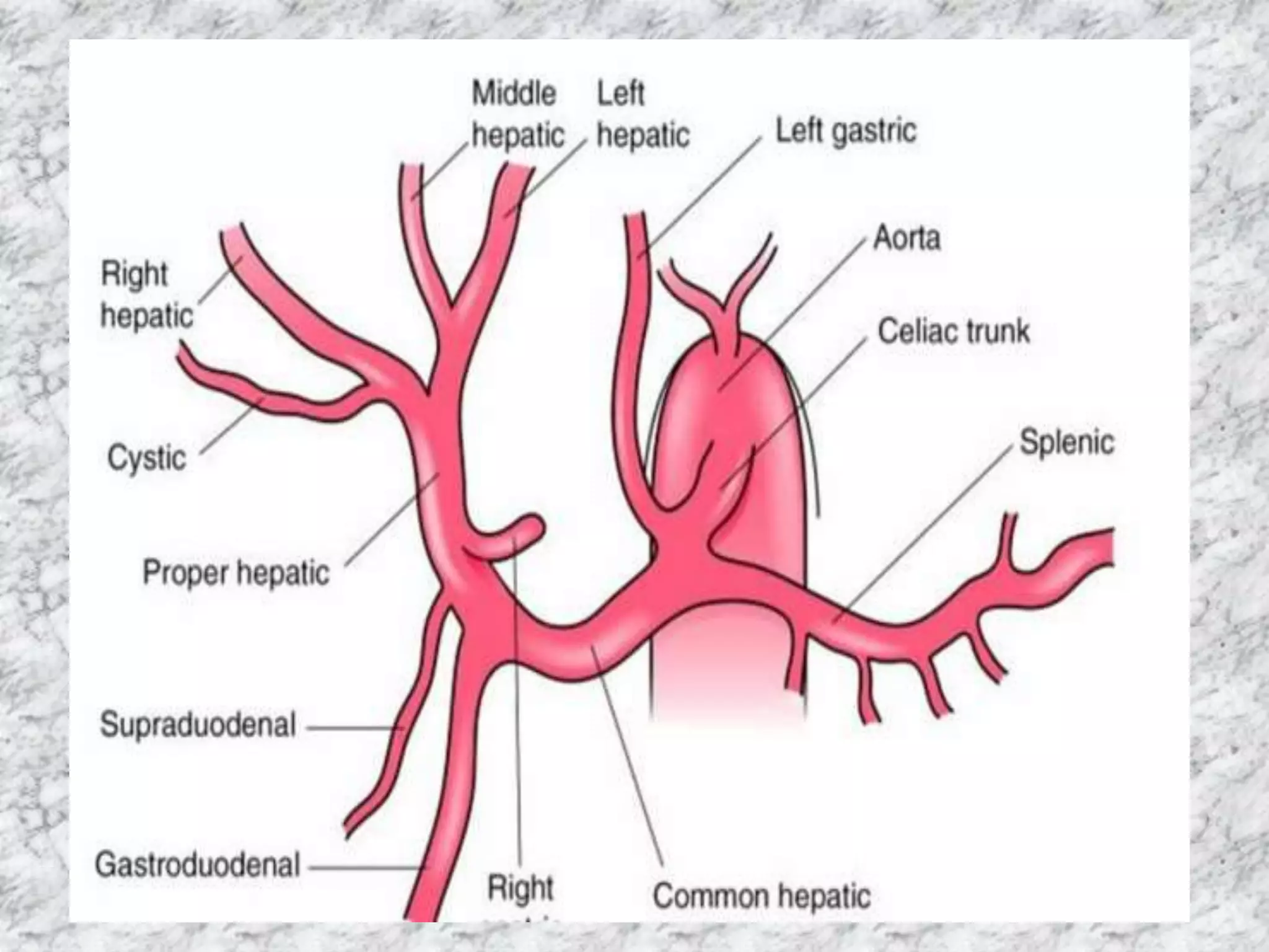 Surgical anatomy of hepatobiliary system by biswajit deka | PPTX