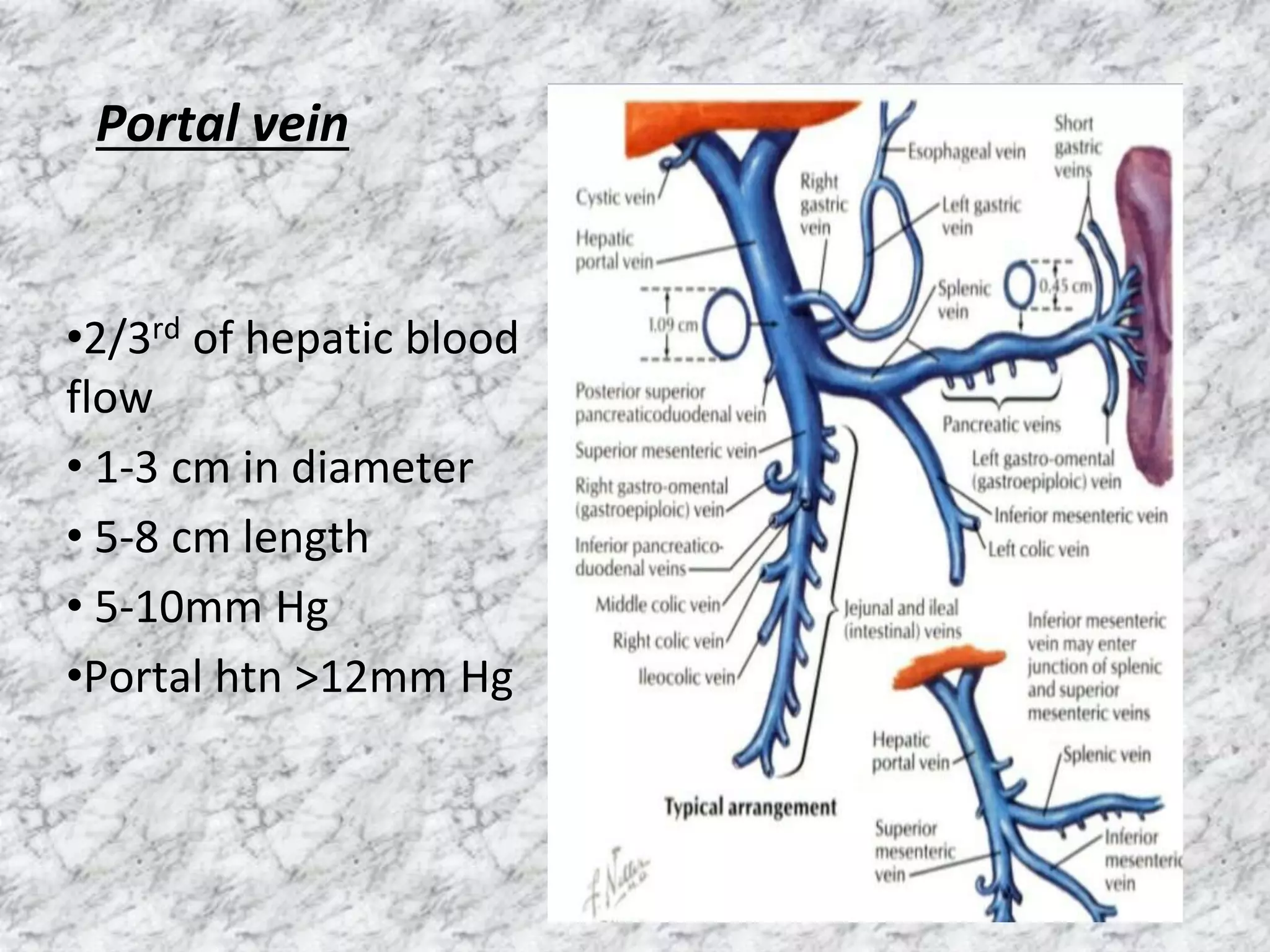 Surgical anatomy of hepatobiliary system by biswajit deka | PPTX