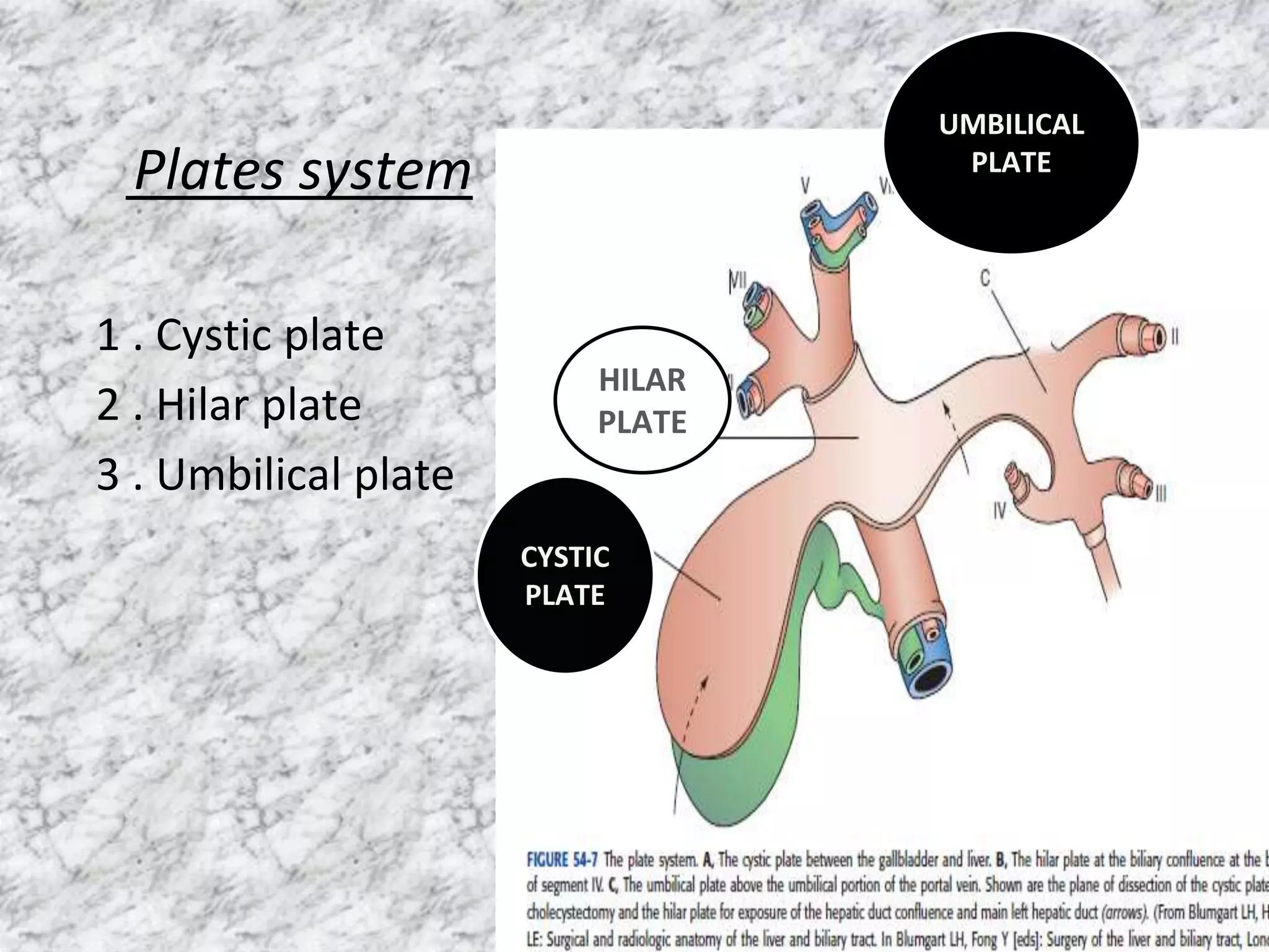 Surgical anatomy of hepatobiliary system by biswajit deka | PPTX