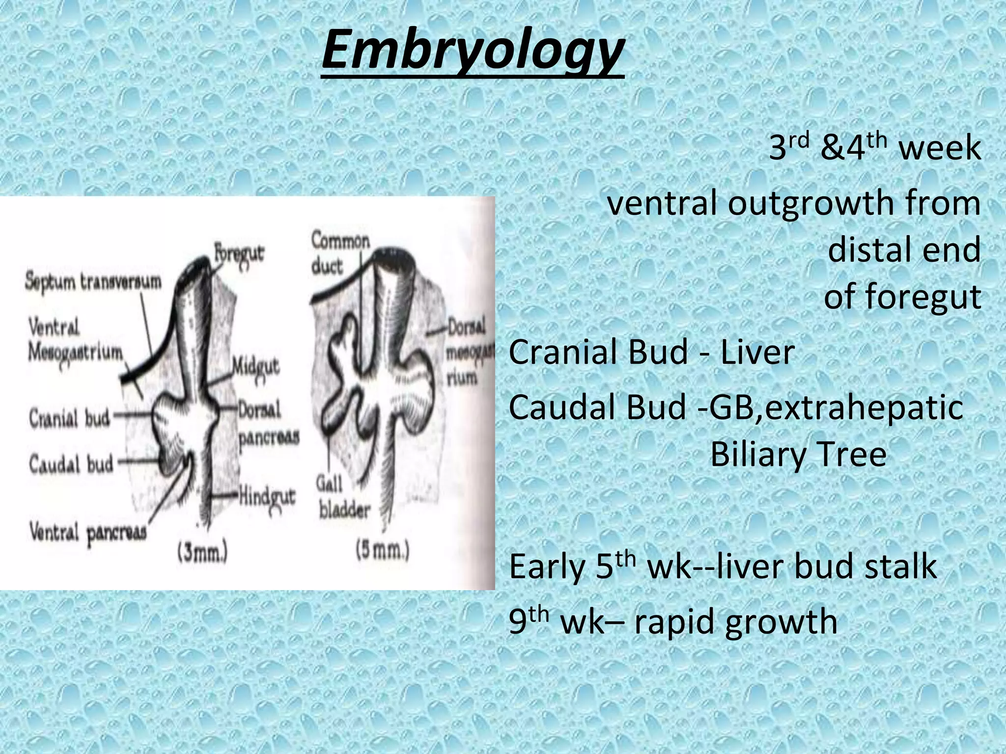 Surgical anatomy of hepatobiliary system by biswajit deka | PPTX
