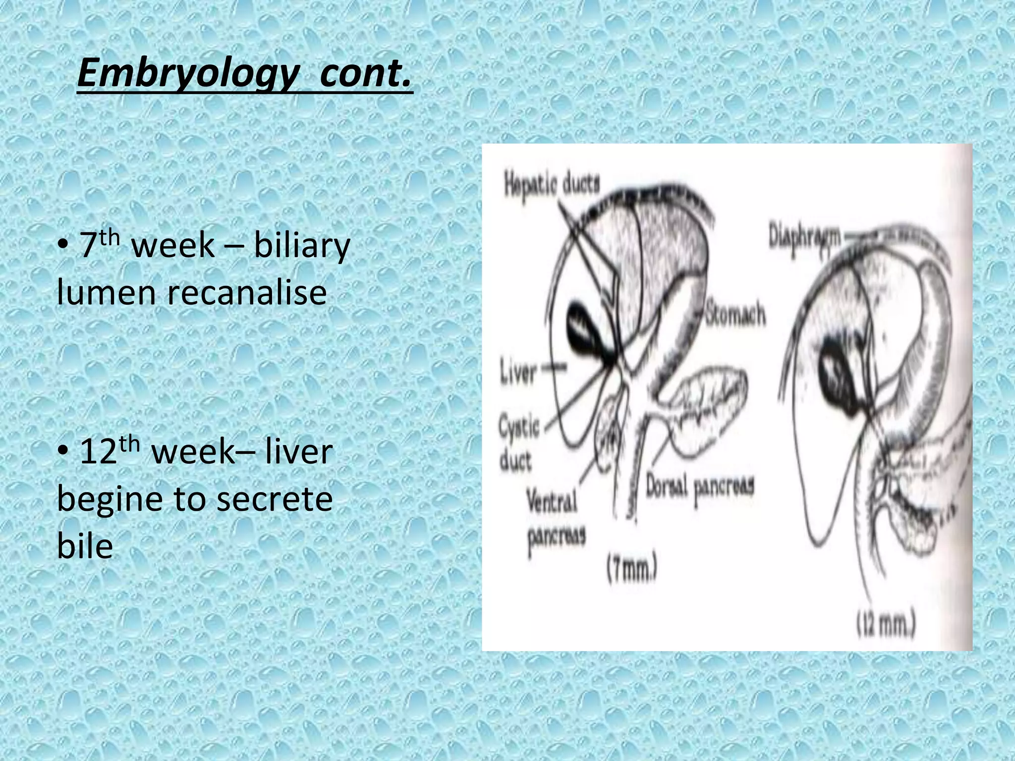 Surgical anatomy of hepatobiliary system by biswajit deka | PPTX