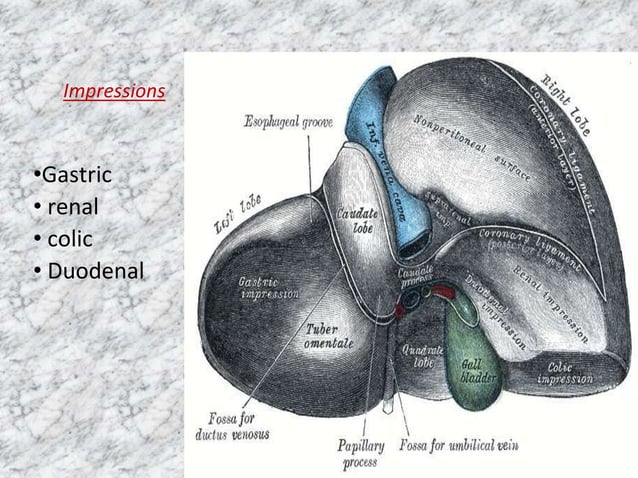 Surgical anatomy of hepatobiliary system by biswajit deka | PPTX ...