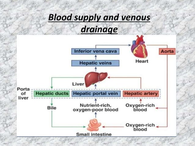 Surgical anatomy of hepatobiliary system by biswajit deka | PPT