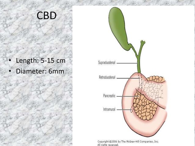 Surgical anatomy of hepatobiliary system by biswajit deka | PPTX ...