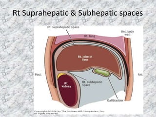 Surgical anatomy of hepatobiliary system by biswajit deka | PPT