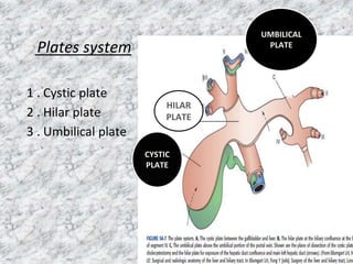 Surgical anatomy of hepatobiliary system by biswajit deka | PPT