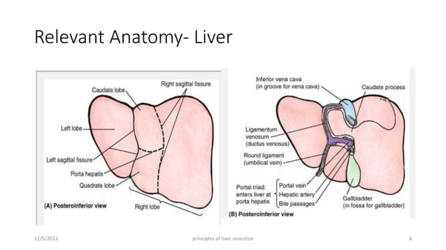 Surgical anatomy of Liver, Pancreas, Biliary tree and Principle of ...