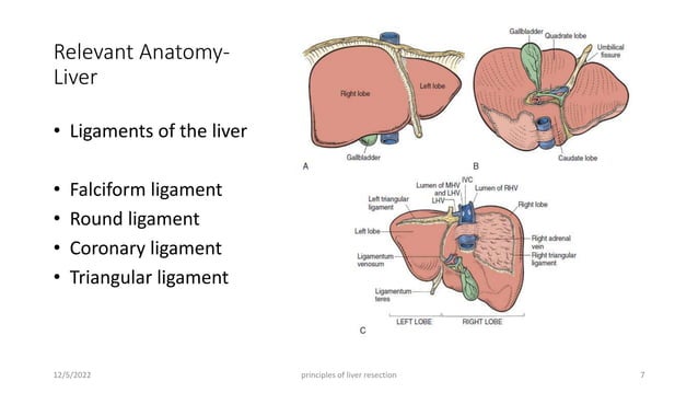Surgical anatomy of Liver, Pancreas, Biliary tree and Principle of ...