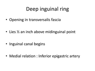 Surgical anatomy of inguinal hernia | PPTX